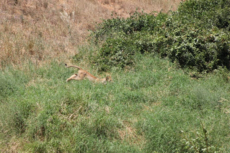A lioness in motion stock photo. Image of mammal, lawn - 275466184