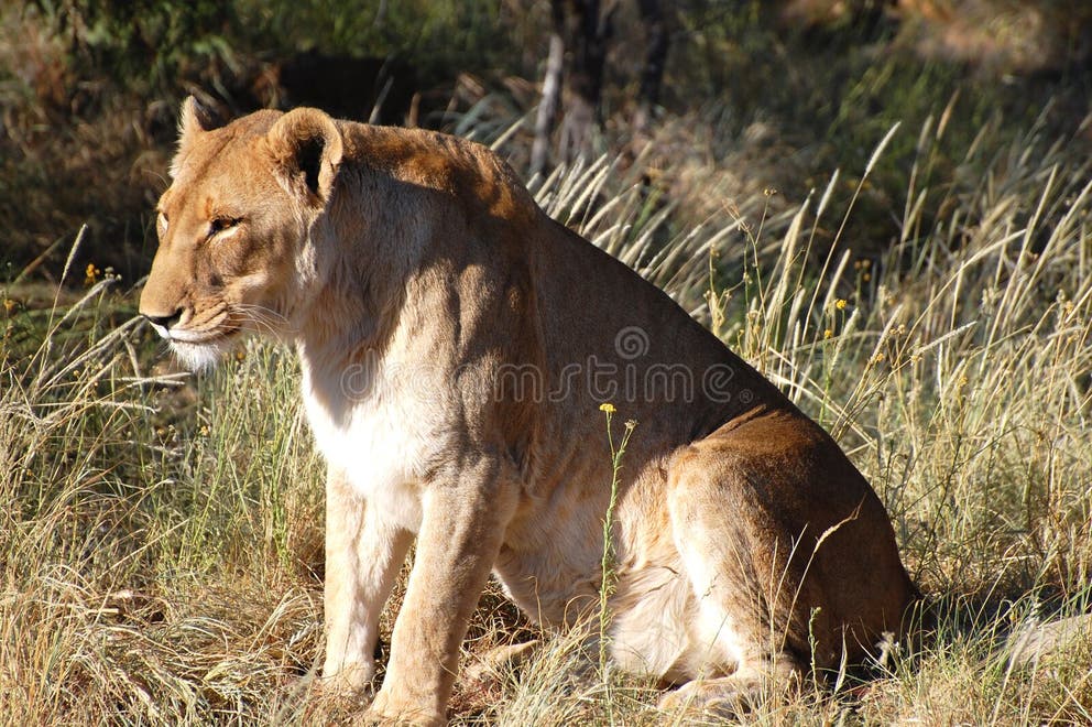 Lioness - Namibia stock image. Image of claws, namibia - 89998681