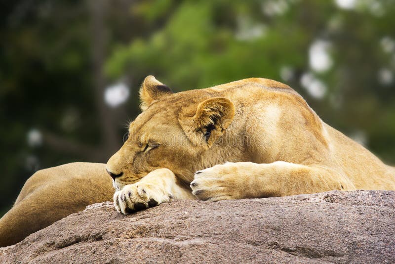 Female lion taking a nap stock image. Image of dangerous - 22950857