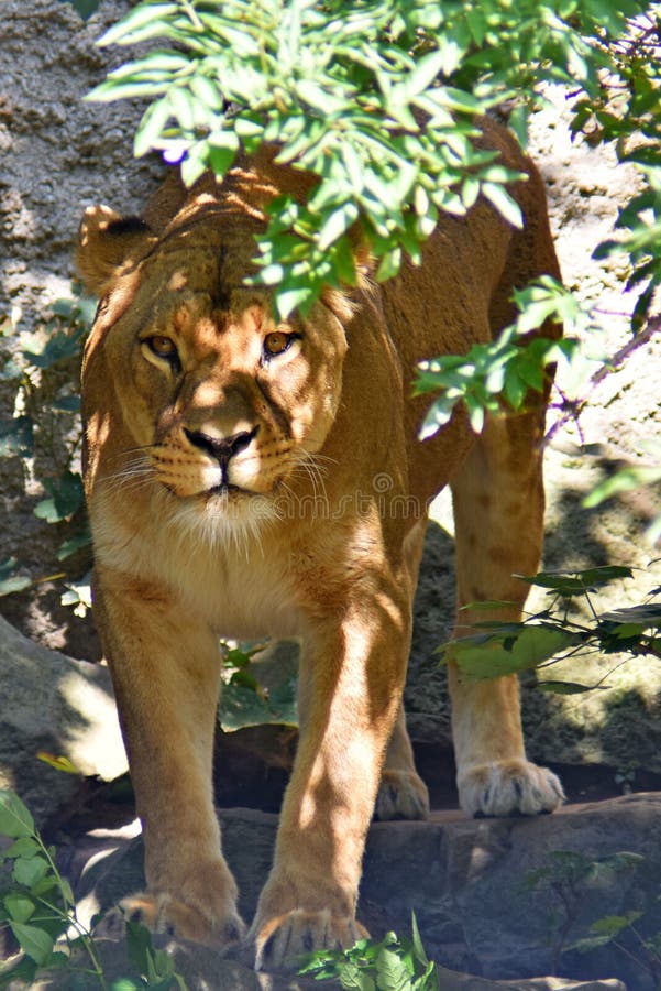 Lioness in the Natural Environment in the Green Branches, Front View ...