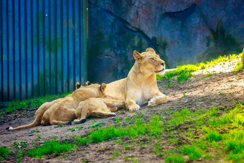Lioness nursing three cubs stock image. Image of horizontal - 54100217