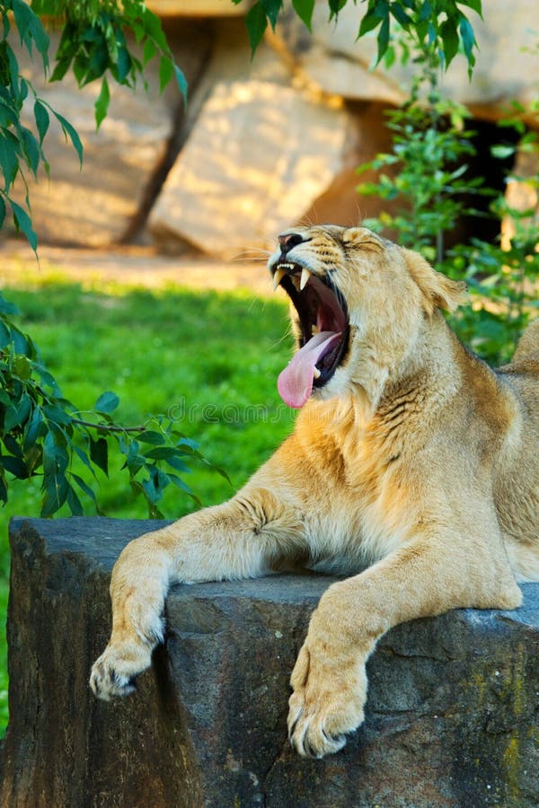 Lioness stock image. Image of peace, desert, natural - 43580033