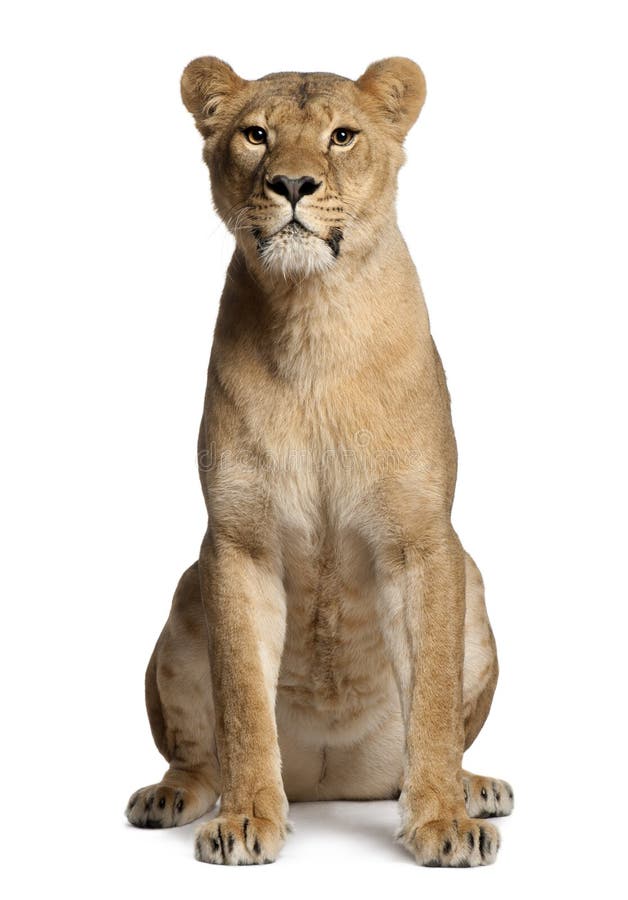 Lioness Front View
