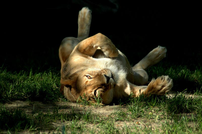 Lioness play stock photo. Image of lion, friend, animal - 156530