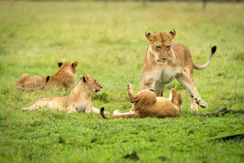 Lioness Play Fighting with Cub Near Others Stock Image - Image of ...