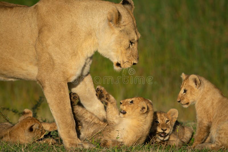 Lioness Plays with Four Cubs in Grass Stock Photo - Image of felid ...