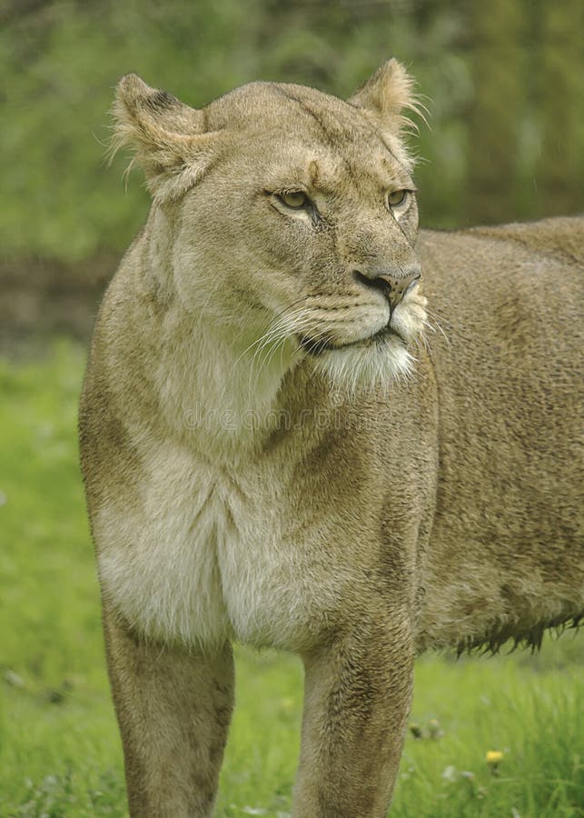 Female lion stock image. Image of nature, lioness, rainy - 40634369