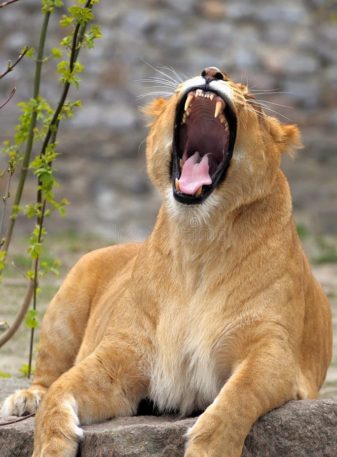 Lioness. stock photo. Image of panthera, eyes, mouth - 45829446