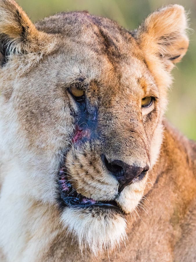 Lioness potrait with scar stock image. Image of endangered - 58853935