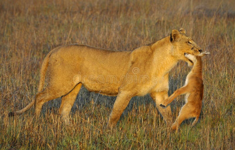 Ready to Pounce stock photo. Image of stalk, wild, lioness - 5829290