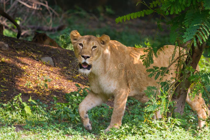 Prowling Stock Images - Download 2,686 Royalty Free Photos