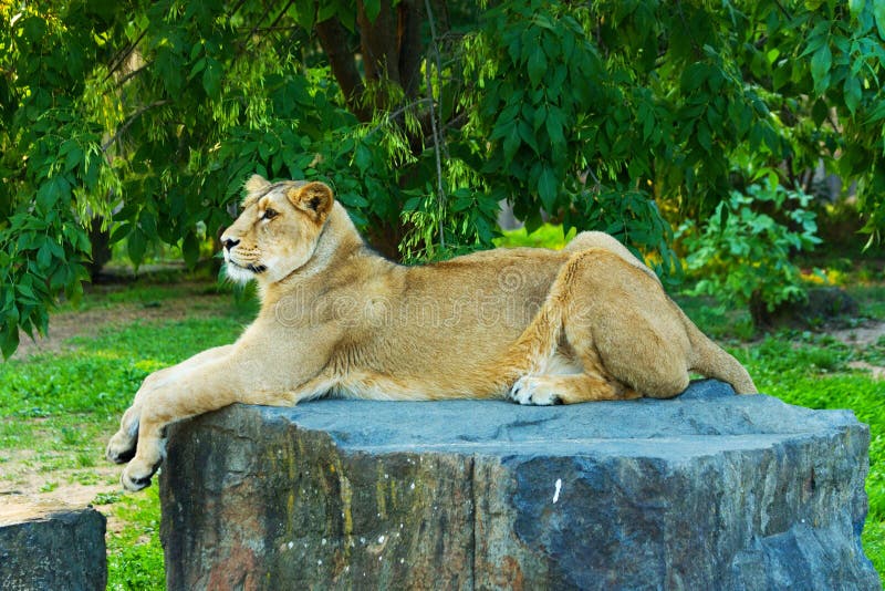 Lioness stock image. Image of peace, desert, natural - 43580033