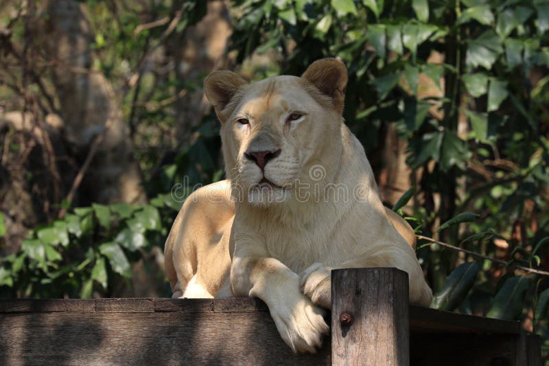 Lioness Relaxing on the Wood Structure Stock Photo - Image of cute ...