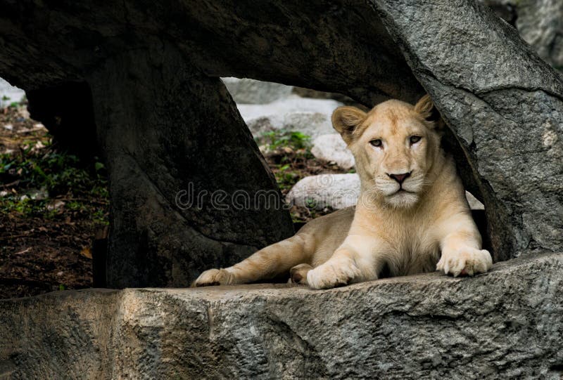 Lioness resting stock photo. Image of feline, strength - 32002030