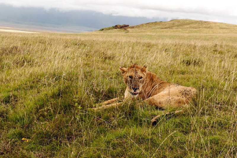Lioness resting stock image. Image of lioness, animals - 43524887