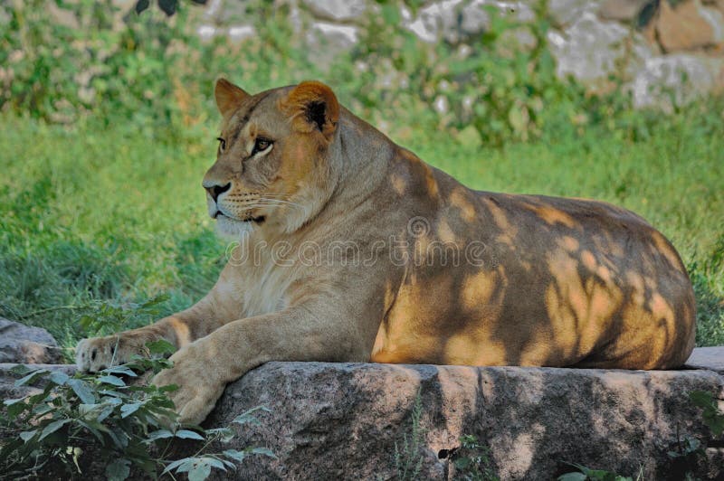 Lioness resting stock image. Image of african, predatory - 70481887