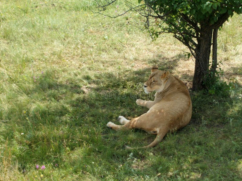 Single Lioness (panthera Leo) Stock Image - Image of hunter, hair: 12188355