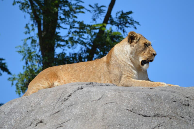 Lioness resting in the sun stock photo. Image of lion - 74664718