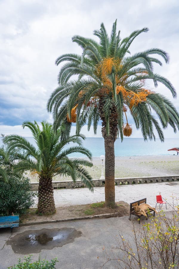 Lioness Resting Under a Palm Tree. Stock Image - Image of bench, beast ...