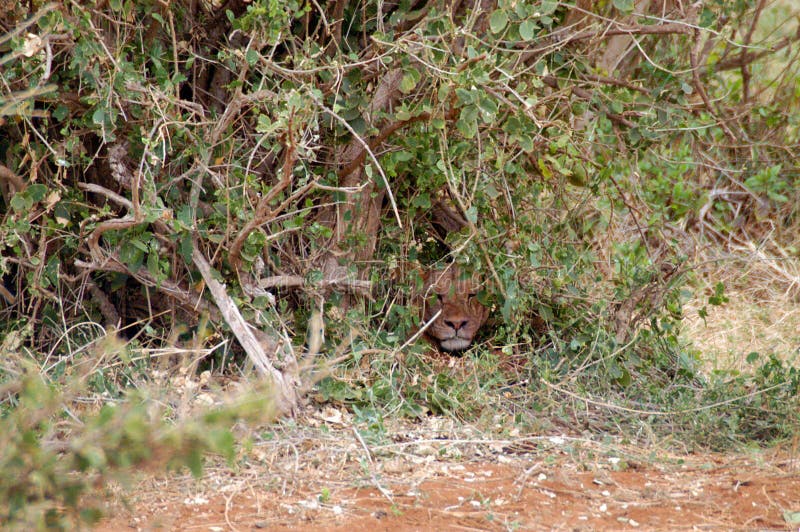 Lioness rest in the bush stock image. Image of shrub - 339664041