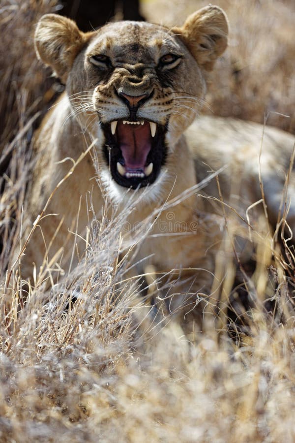Lioness Roaring in the Grass Looking Sharp at the Camera in Lewa ...