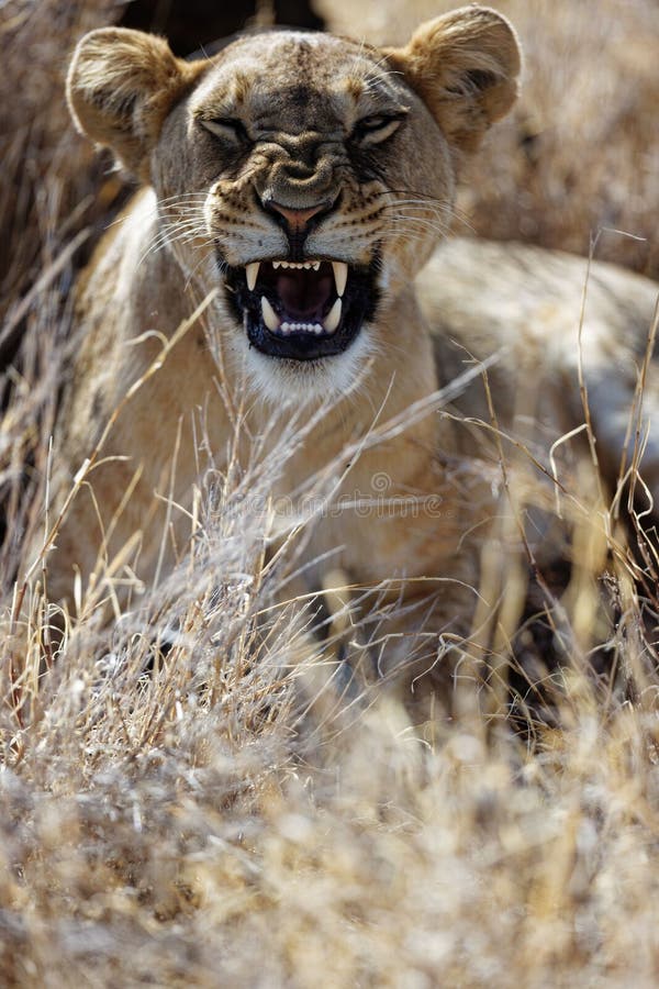 Lioness Roaring in the Grass Looking Sharp at the Camera in Lewa ...