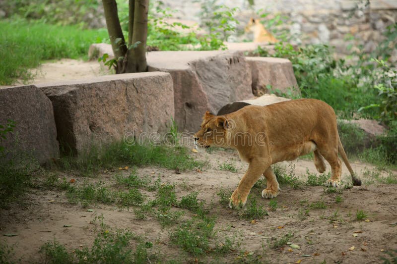 Lioness run stock photo. Image of mouth, south, intense - 20842772