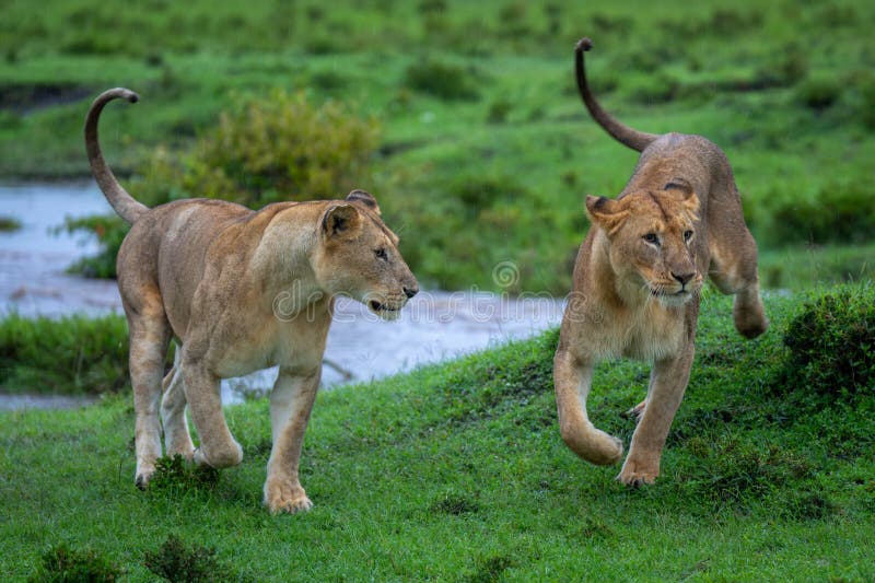 Lioness Running Past Another with River Behind Stock Image - Image of ...