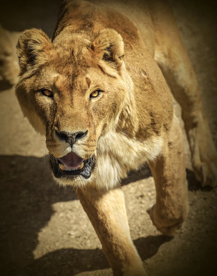 Female Lion Running Fast