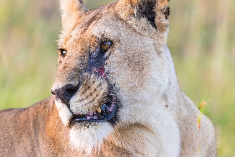 Lioness with a scar stock image. Image of mara, predator - 65495041