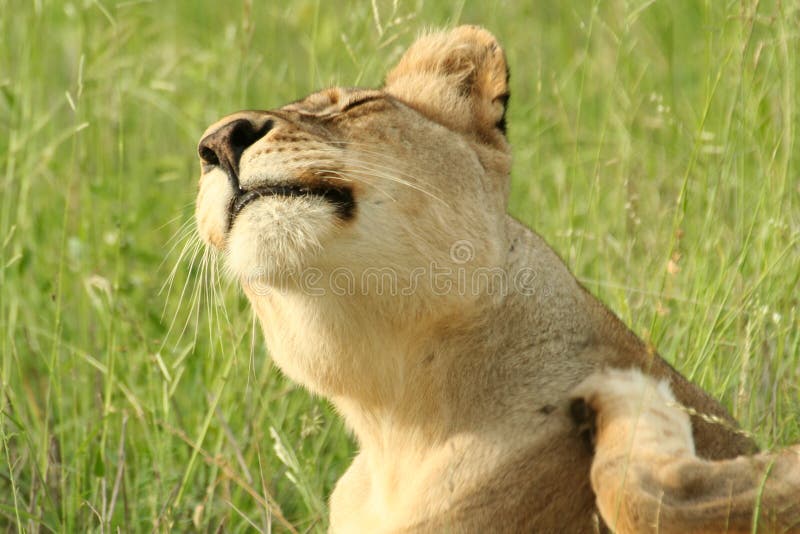 Lioness Scratching stock image. Image of animal, wildlife - 16935439