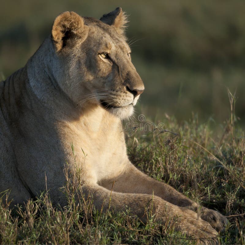 Lioness Laying In Grass-field Stock Photo - Image of side, female: 18899642