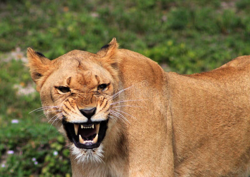 Lioness showing teeth stock image. Image of park, lion - 5355525