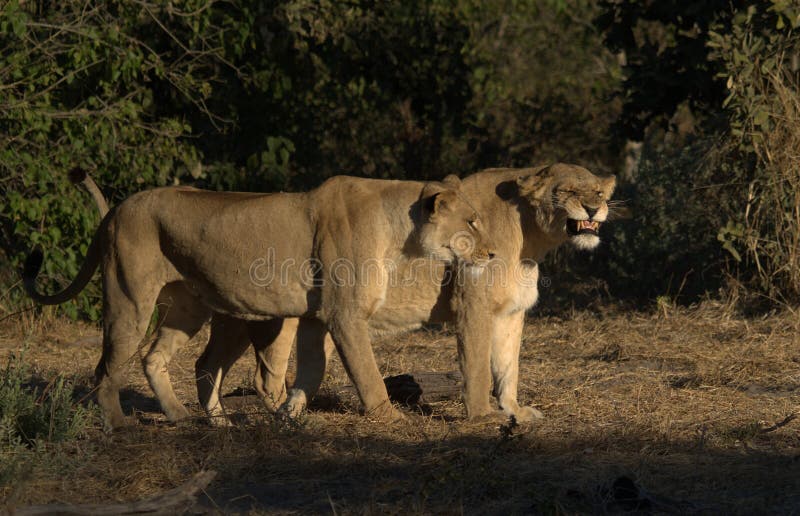 Lioness showing teeth stock image. Image of teeth, growl - 15488475