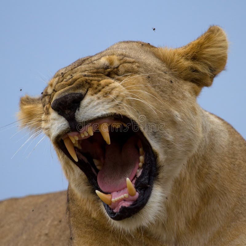 Lioness showing teeth stock photo. Image of lioness, light - 38820512