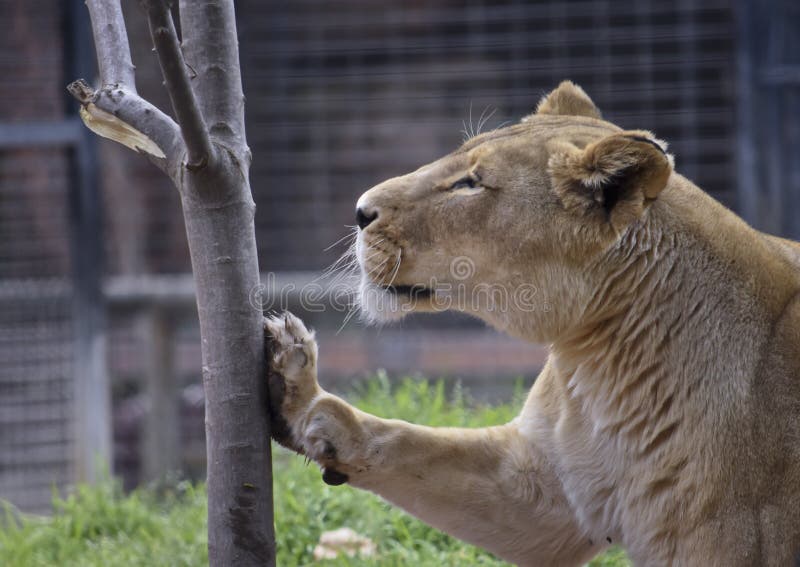 Cub Leaning on Lioness on Hind Legs Stock Photo - Image of baby ...