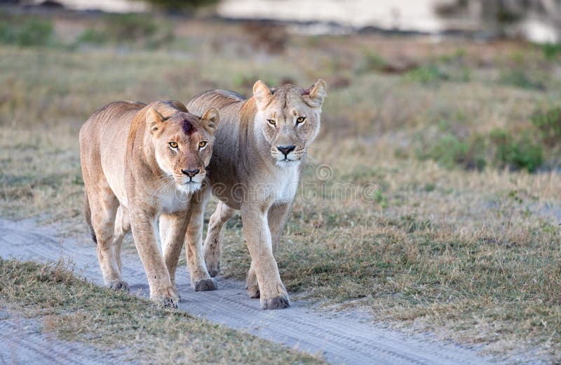 Two Lioness Sisters Walking Together Stock Photo - Image of animal ...