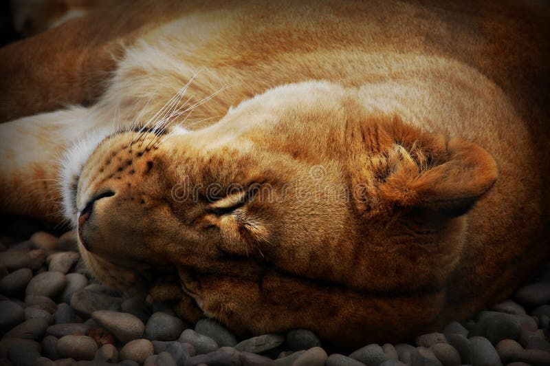 A lioness sleeping stock photo. Image of eyes, stones - 25457992