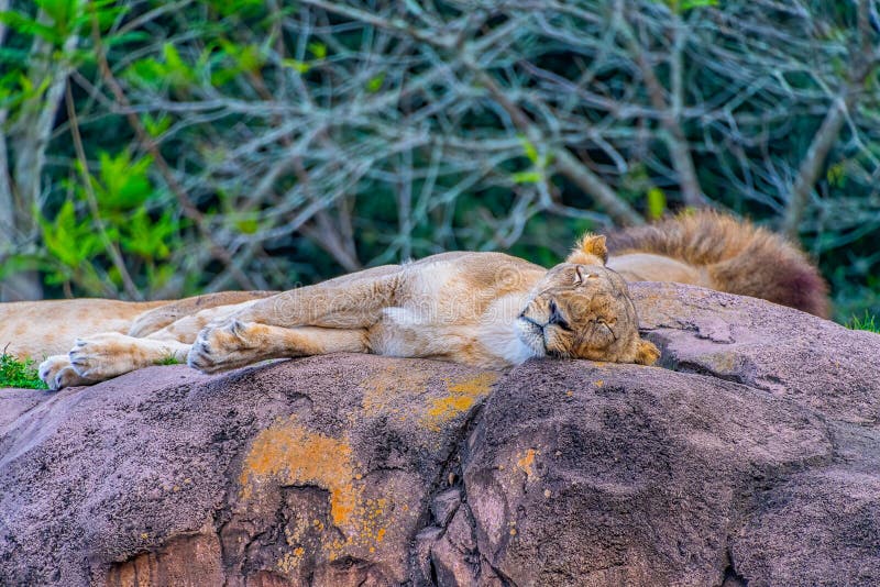 Lioness Sleeping on Some Rocks Stock Photo - Image of park, africa ...