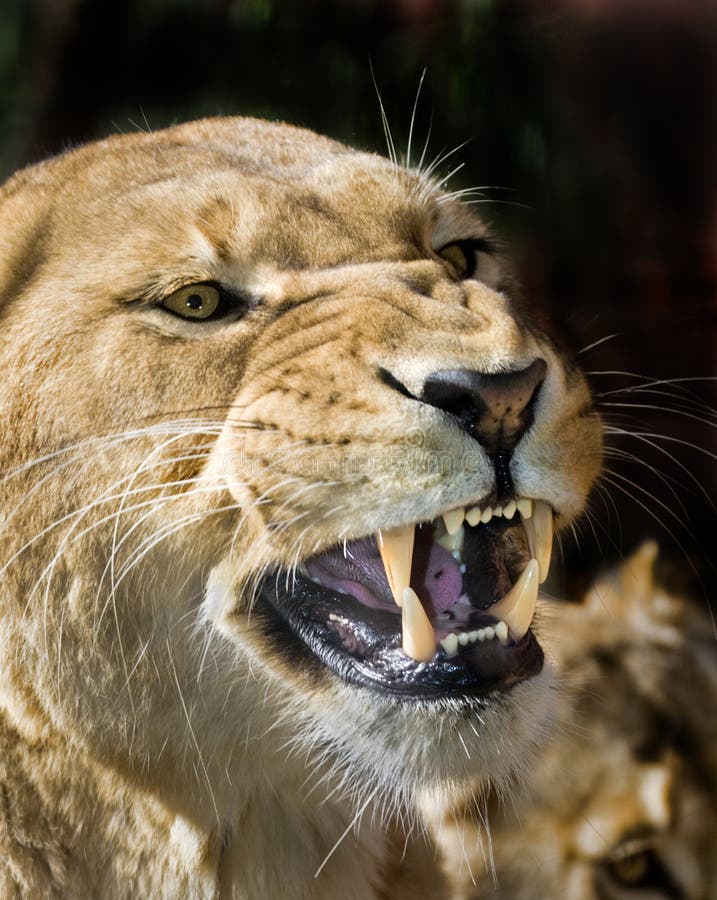 Lioness Snarl