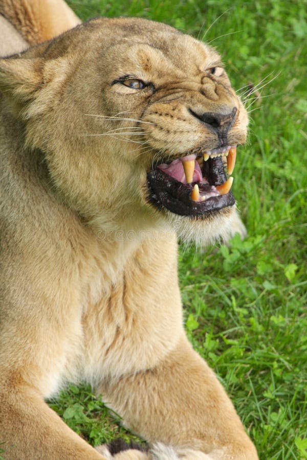 182 Lioness Snarling Stock Photos - Free & Royalty-Free Stock Photos ...