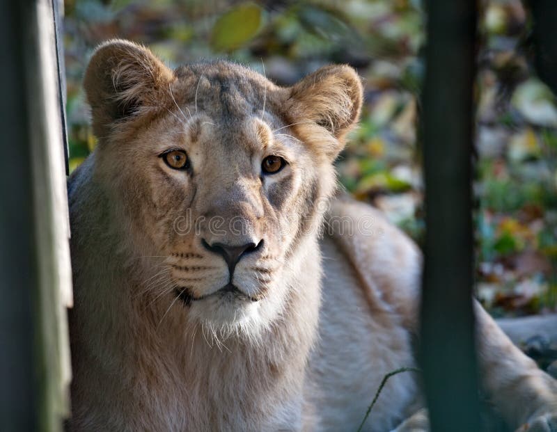 115 Sad Lioness Stock Photos - Free & Royalty-Free Stock Photos from ...