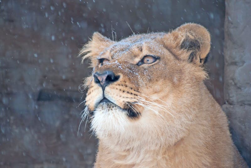 Lioness in the snow stock image. Image of captive, look - 20000271
