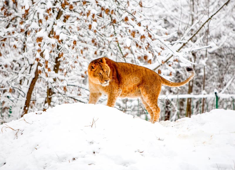 Lioness in the Snow stock image. Image of africa, aggressive - 61378377