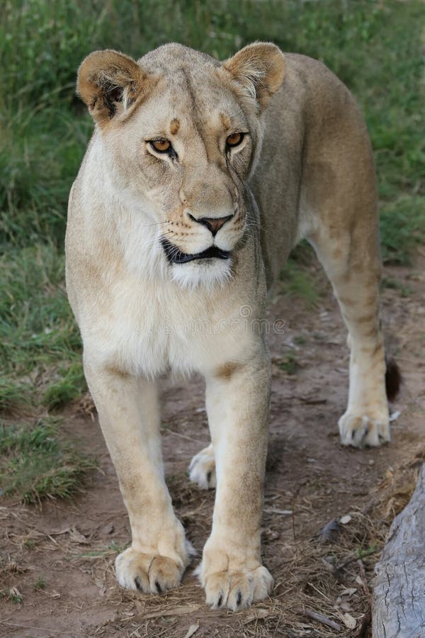 Lioness Standing stock photo. Image of watching, lion - 34962902