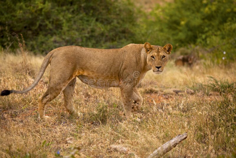 Lioness standing in grass stock image. Image of africa - 41536943