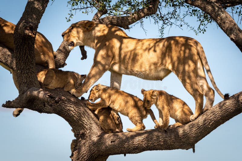 Lioness and four cubs stock photo. Image of mammiferi - 7415894