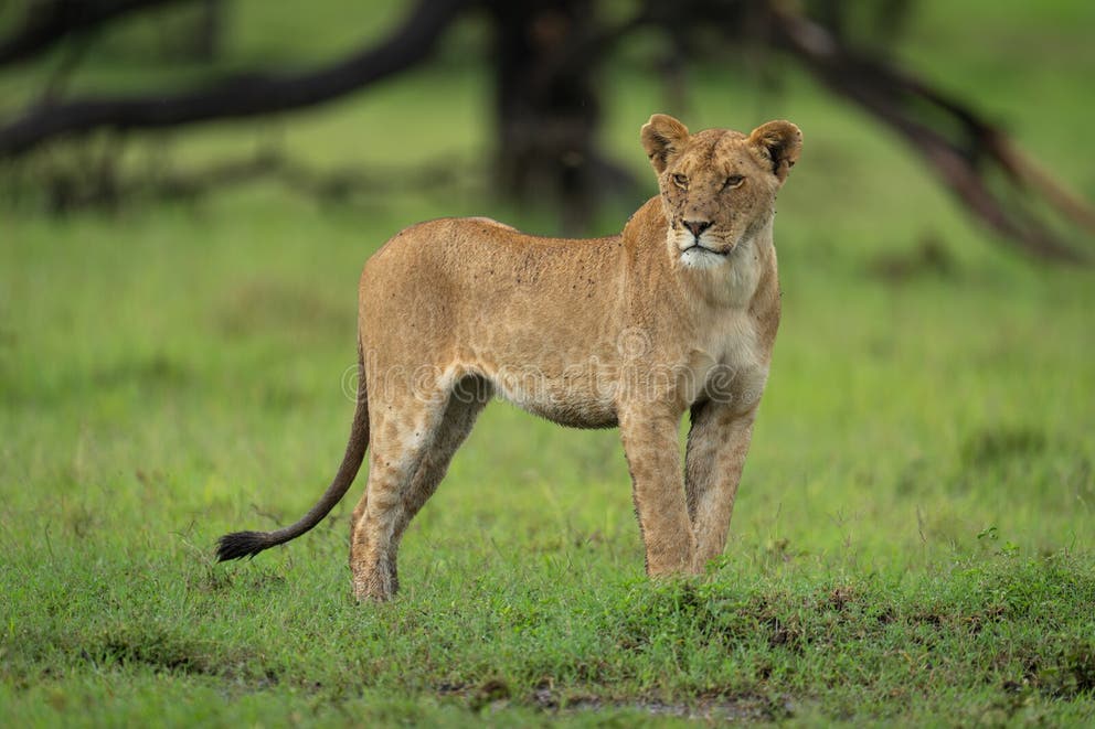 Lioness Stands on Grass by Dead Tree Stock Photo - Image of feline ...