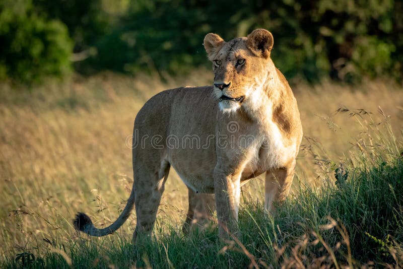 Lioness Stands on Grassy Mound Turning Head Stock Photo - Image of ...
