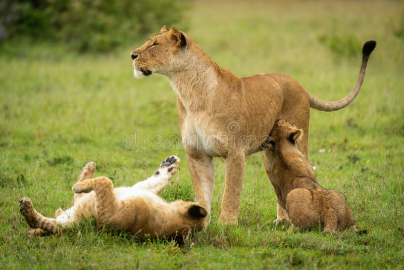 Lioness Stands by Playful Cubs in Grass Stock Image - Image of lion ...